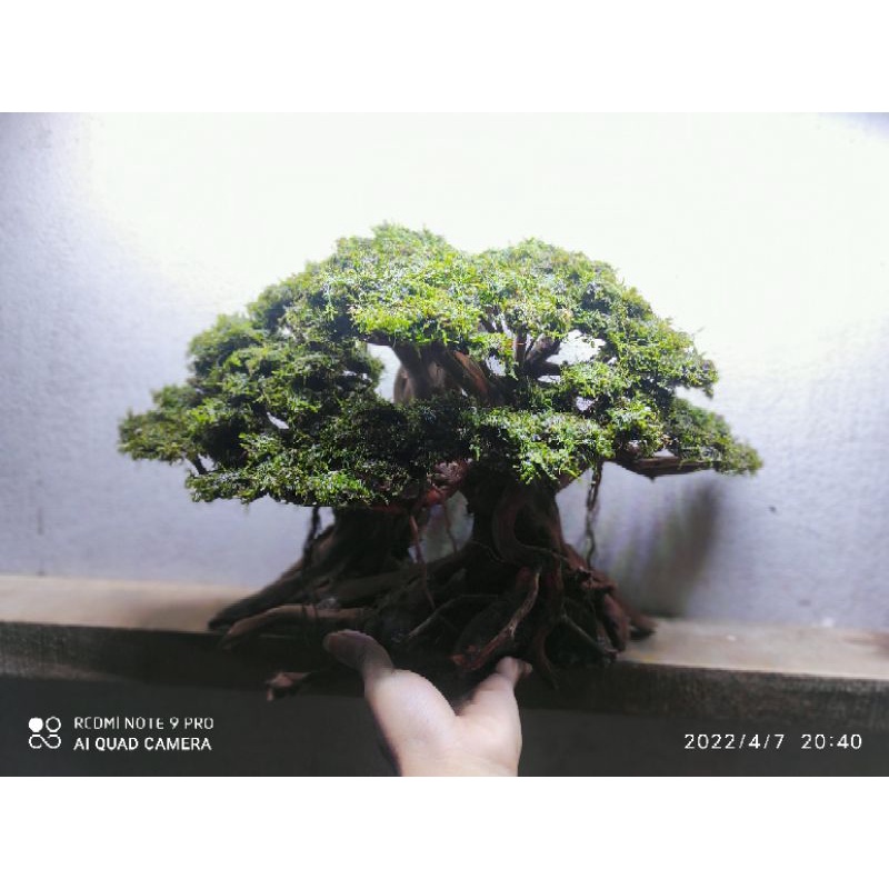 Jual bonsai beringin p40 cm free paking kayu | Shopee Indonesia