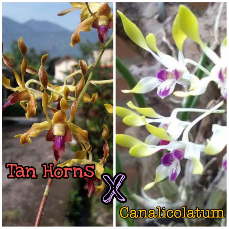 Jual DENDROBIUM TAN HORNS X CANALICOLATUM (PRA DEWASA) | Shopee Indonesia