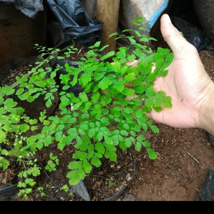 Jual Tanaman suplir - tanaman paku pakuan | Shopee Indonesia