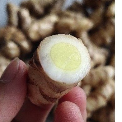 Jual temu putih/kunyit putih curcuma zedoaria bersih | Shopee Indonesia