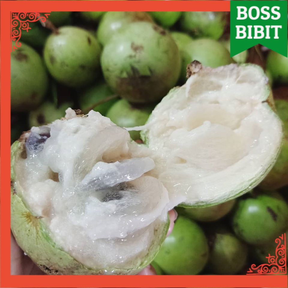 Jual BIBIT BUAH KENITU POHON TANAMAN GENITU UNGGUL 50CM Sawo apel ...