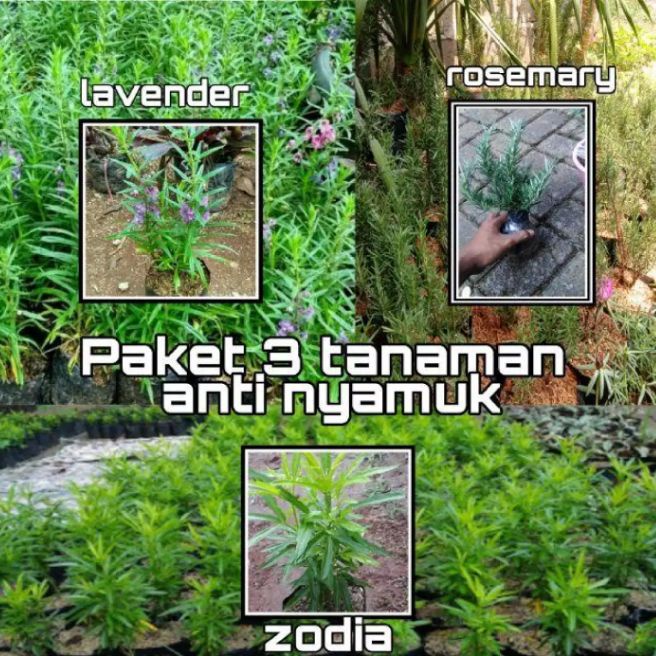 Jual 3 paket tanaman hias anti nyamuk / tanaman lavender / tanaman rosemary / tanaman zodia ...
