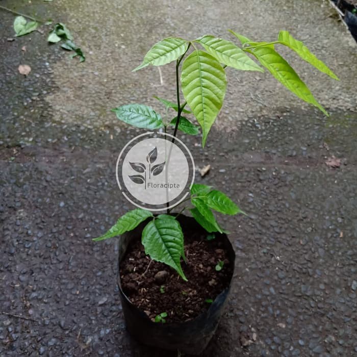 Jual Bibit Pohon Kecapi Bibit Buah Kecapi Tanaman Buah Kecapi | Shopee ...