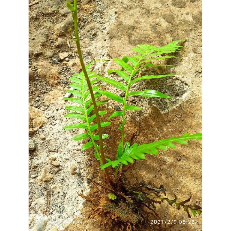 Jual Tanaman hias pakis ayam/pakis gunung | Shopee Indonesia