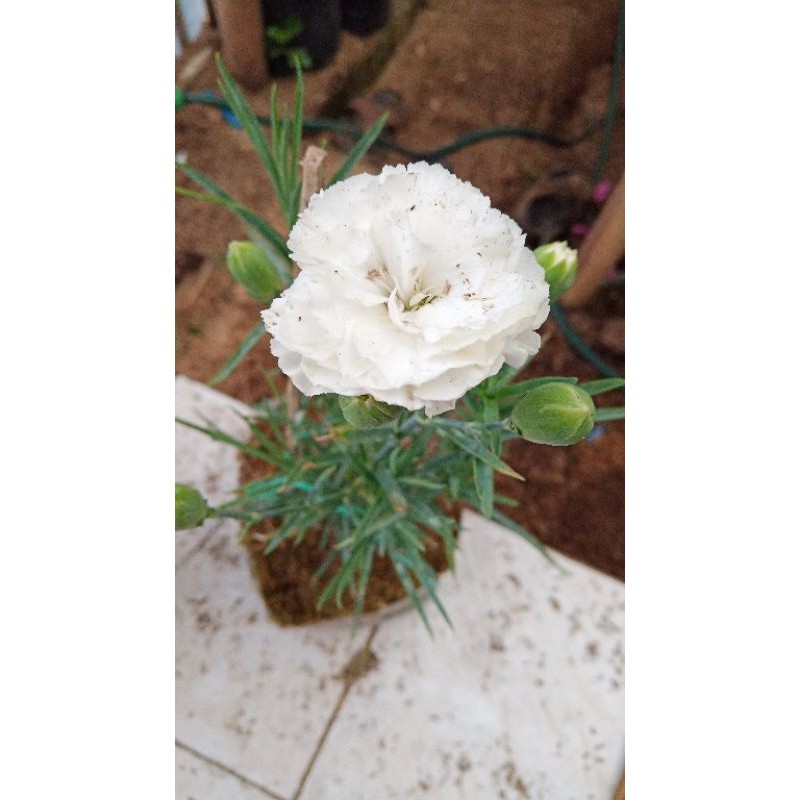 Jual plant carnation/bunga anyelir tangkai pendek warna putih fure ...