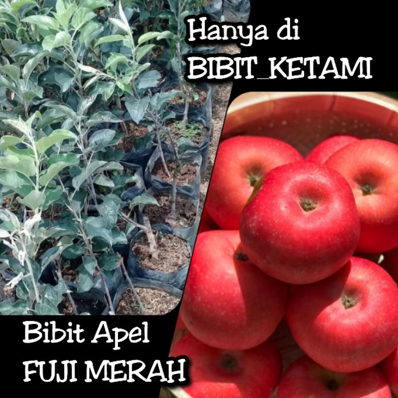 Jual Bibit Apel Merah FUJI - Kategori Standart (ORIGINAL) | Shopee ...