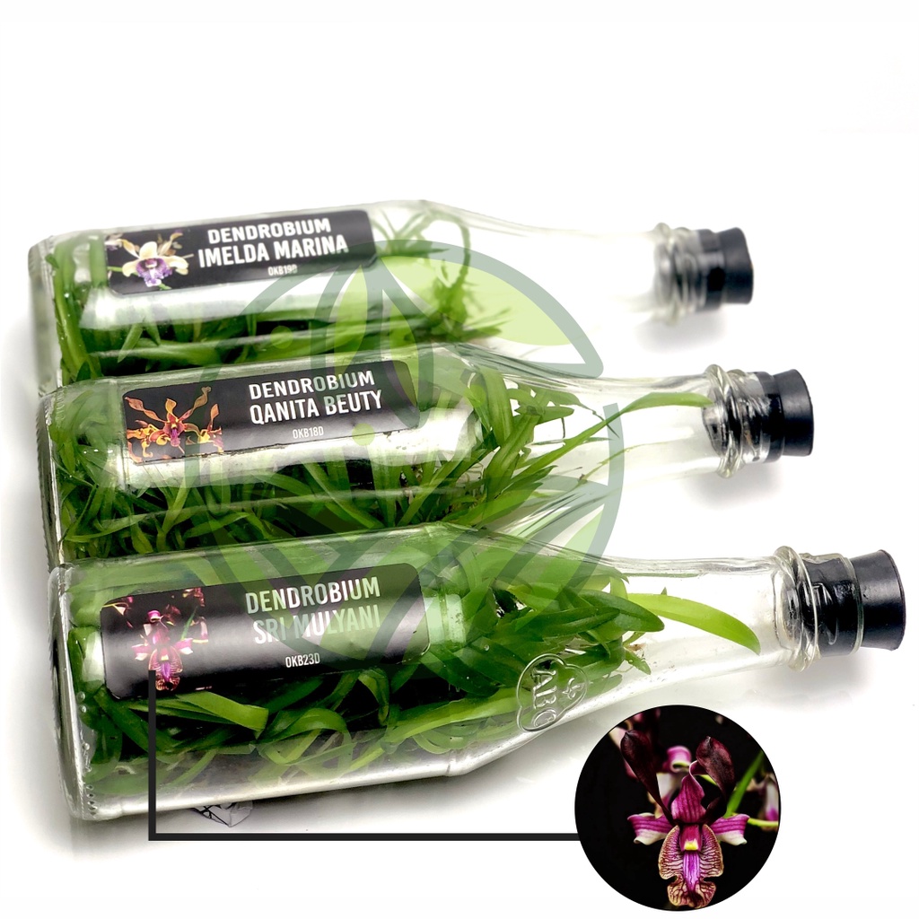 Jual Anggrek Dendrobium Dalam Botol isi 48-52 Plant | Shopee Indonesia