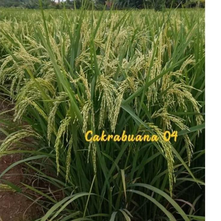 Jual Benih padi CAKRABUANA 04 1Kg GENJAH BERKUALITAS tahan busuk leher ...