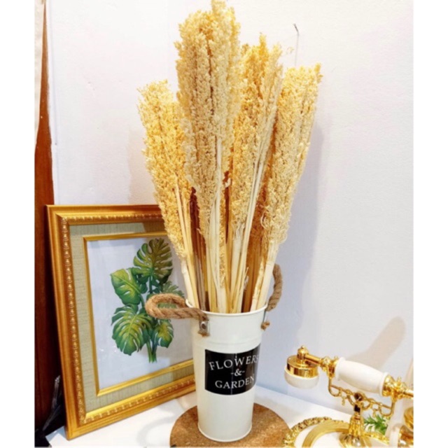 Jual Bunga CANTEL / Sorgum bunga gandum (3-4 tangkai) | Shopee Indonesia