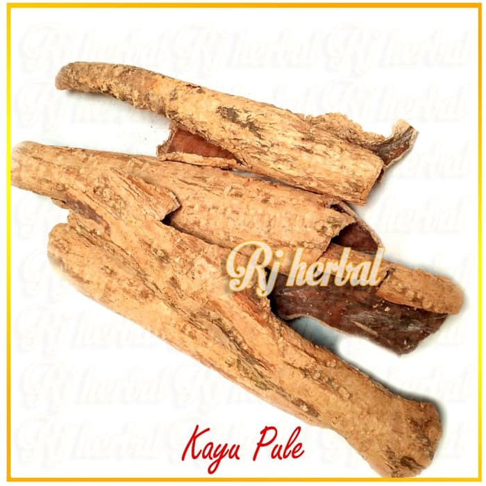 Jual JAMU / OBAT KULIT BATANG / KAYU PULE / PULAI 250G SEHAT & AMAN ...