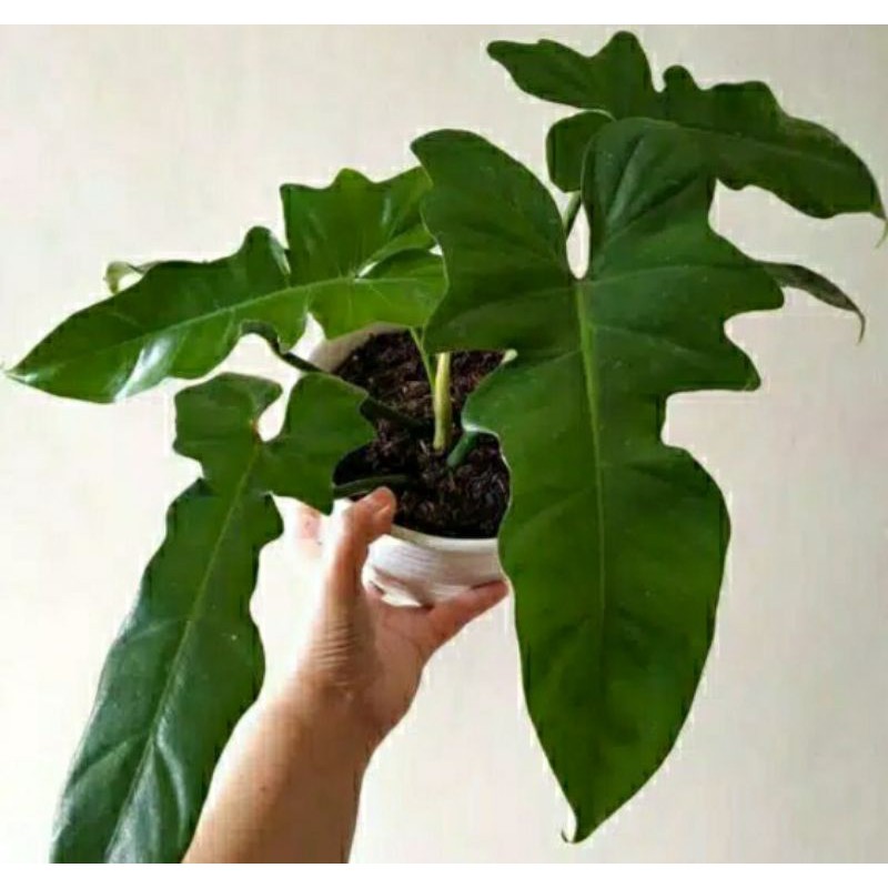 Jual Philo lime fidle -philodendron dragon | Shopee Indonesia