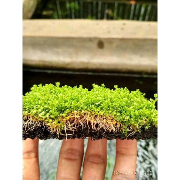 Jual Cuba media pakis lempeng ukuran 10x5cm tanaman aquascape | Shopee ...