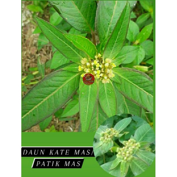 Jual PROMO 500 Gram, Daun Katemas original , Kate Mas , patik mas ...