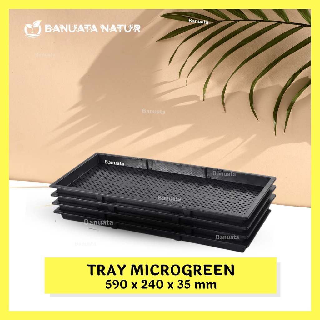 Jual Tray Microgreen Hitam Tray Rumput Gandum Berkualitas - Banuata ...