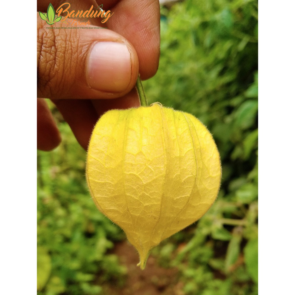 Jual Buah Ciplukan/ buah cecenet Satuan 1 pcs buah cecenet fresh panen ...