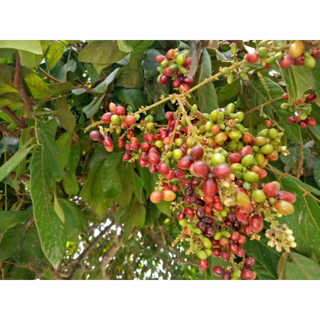 Jual Bibit Tanaman Katilayu I Itilayu I kapilayu I klayu - Penghasil ...