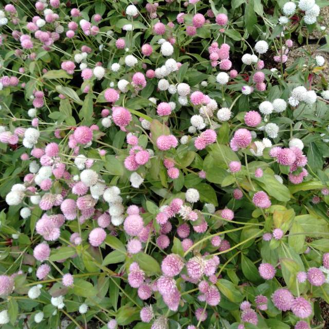 Jual Bunga Kancing Kenop Putih minim order 4 pohon @ satuan | Shopee ...