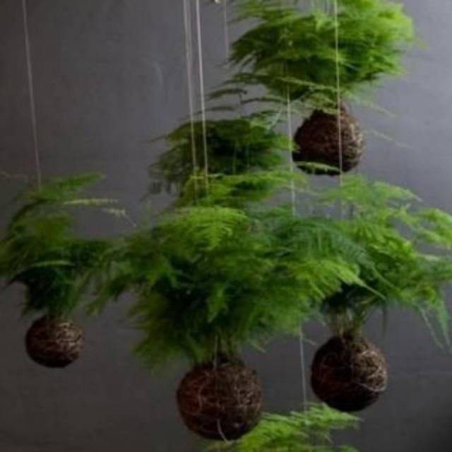 Jual Tanaman hias bunga pakis suplir runcing asparagus setaceus ...