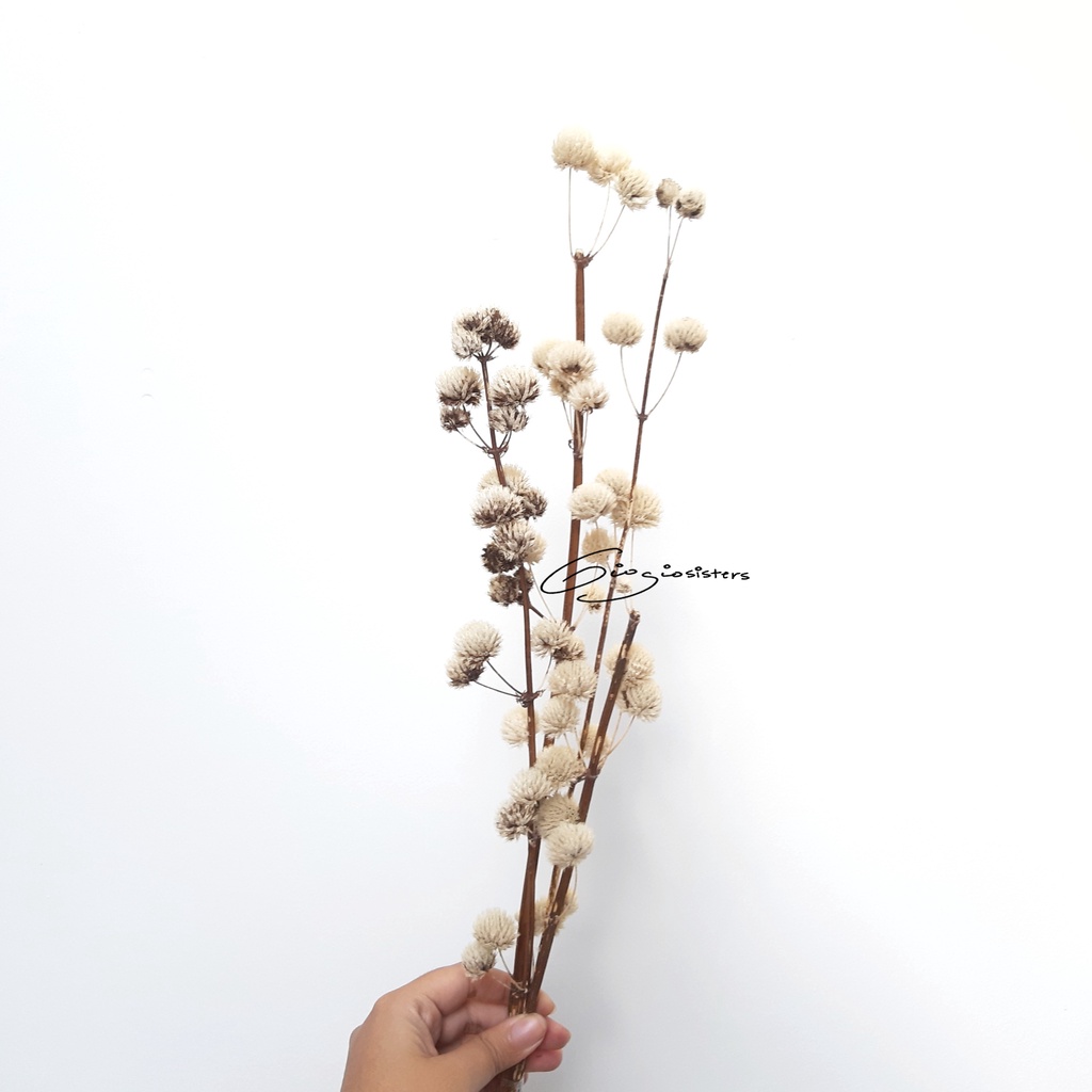 Jual Bunga Pompom Kering PUTIH | Pom pom kering | Dried Mortel | Dried ...