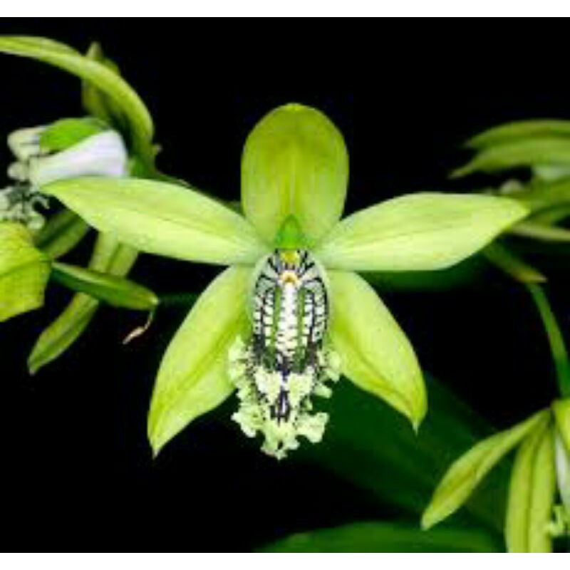 Jual Anggrek Coelogyne Mayeriana (anggrek hitam sulawesi) | Shopee ...