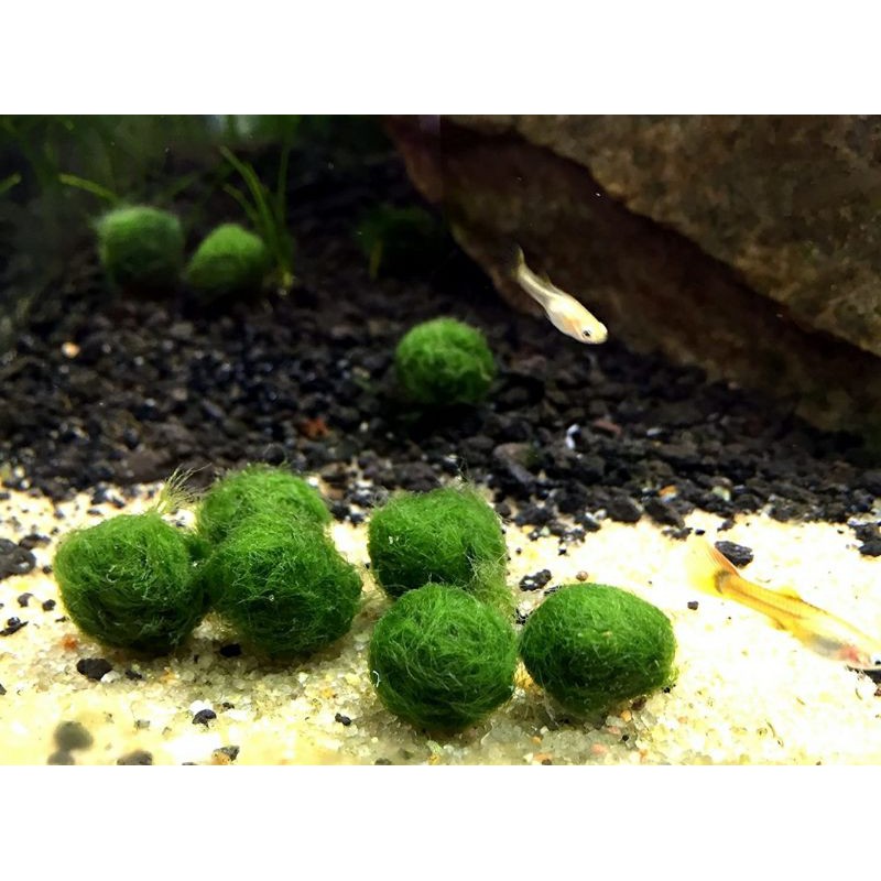 Jual Marimo Moss Ball Bola Algae (1cm) | Shopee Indonesia