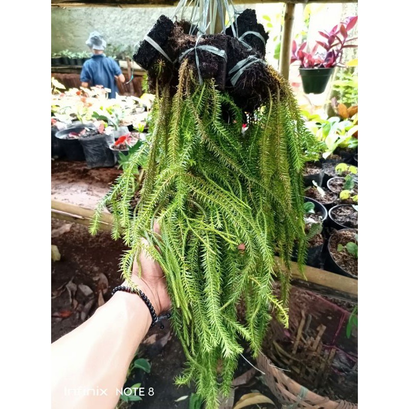 Jual TANAMAN PAKIS KUMPAI | Shopee Indonesia