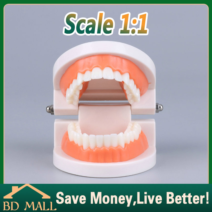 Jual Manekin Gigi Skala 1:1 / Phantom Gigi / Dental Teaching Model ...