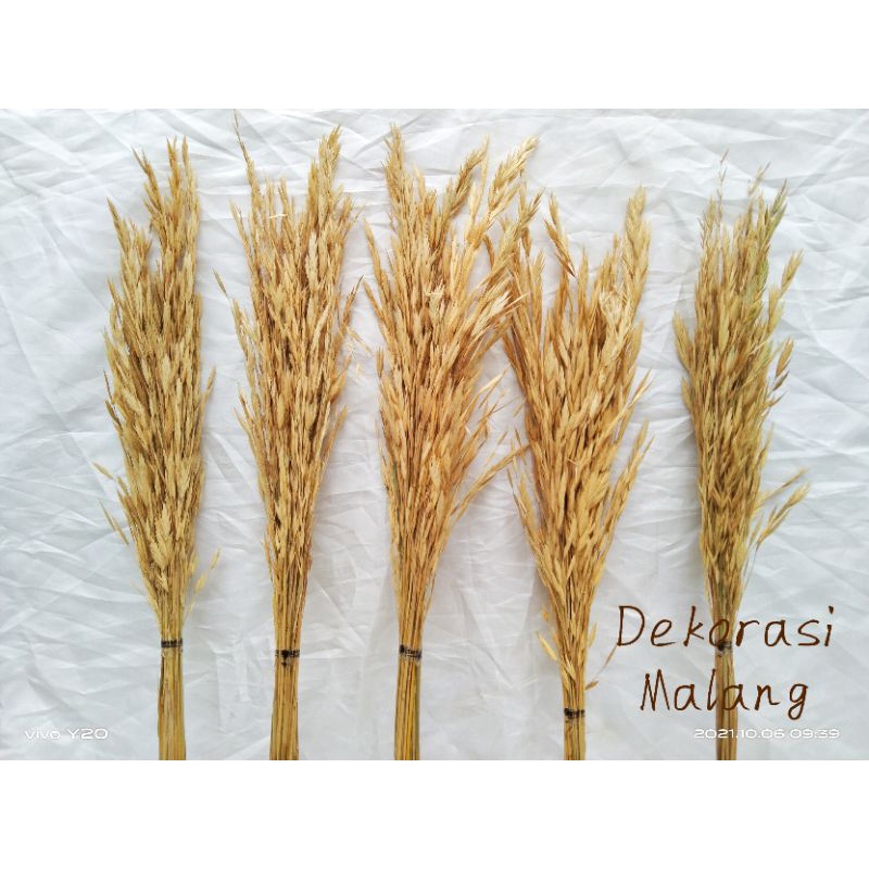 Jual 1 IKAT BUNGA PADI - PADIAN/BUNGA KERING | Shopee Indonesia