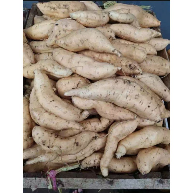 Jual Ubi Rambat Ubi manis(perKg) | Shopee Indonesia