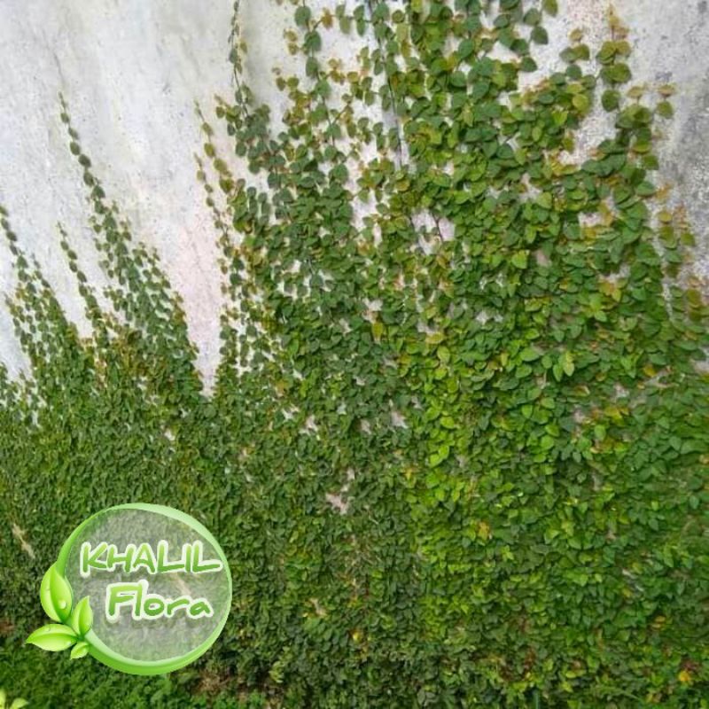 Jual Tanaman Merambat Dolar Mini - Pohon Rambat Tembok Dinding | Shopee ...
