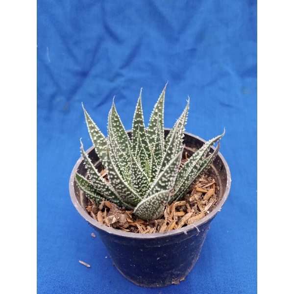 Jual tanaman skulen (gastrolea) | Shopee Indonesia