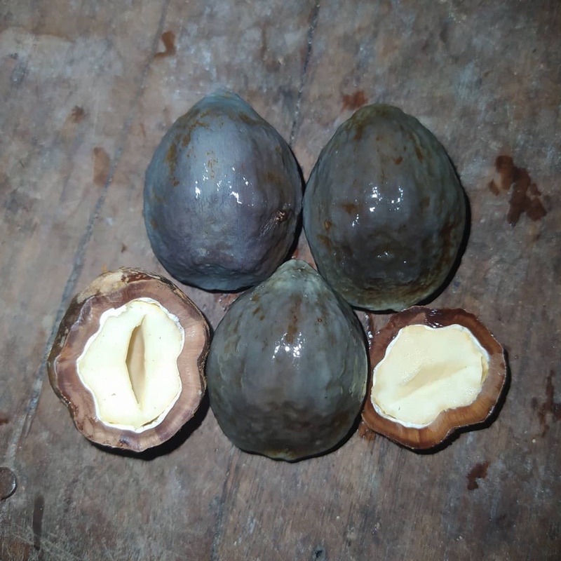 Jual Muncang adu jawa ORI | Shopee Indonesia