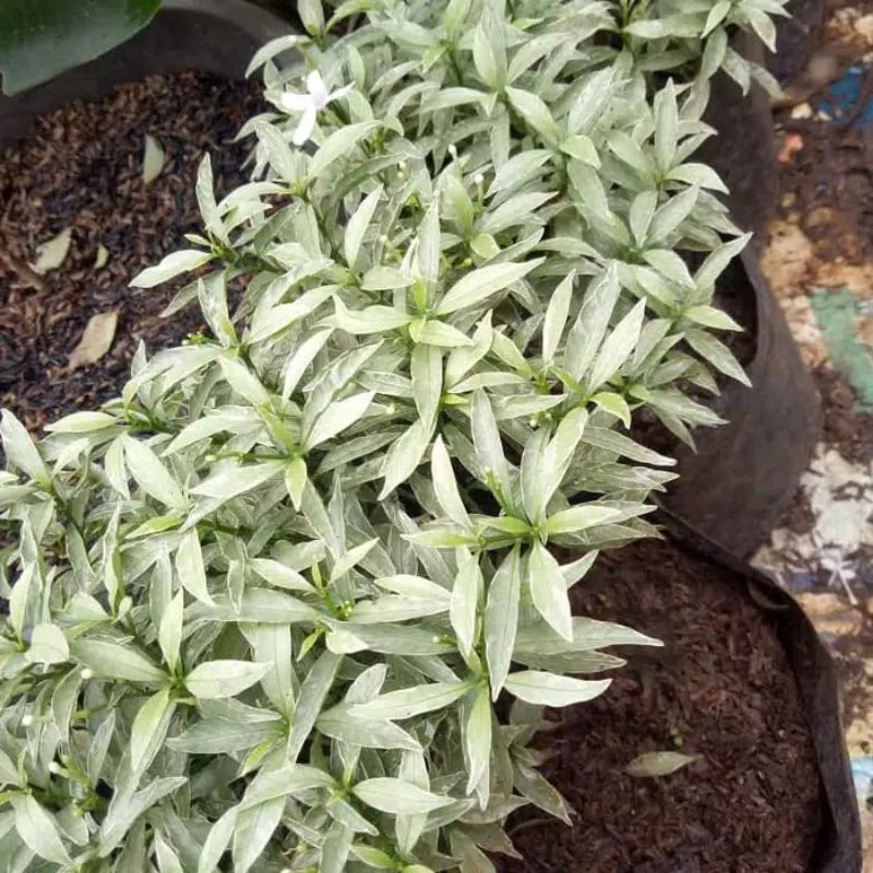 Jual Tanaman Hias Rembosa Mini Salju/ Tanaman Perdu Rembosa Mini Putih ...