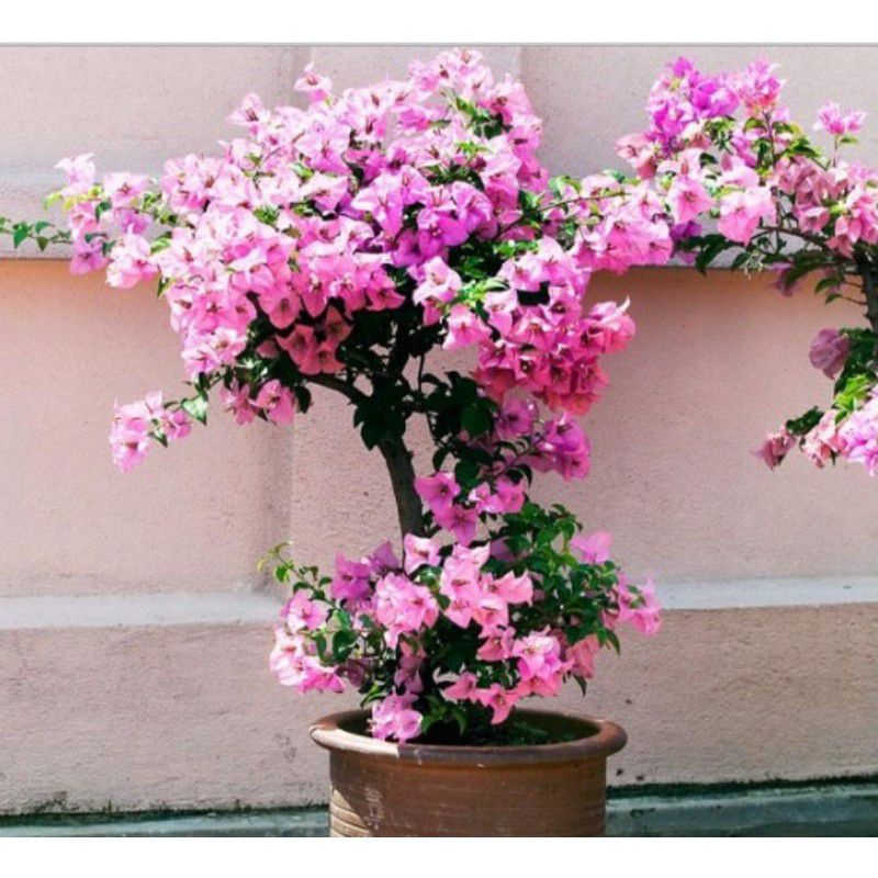 Jual TANAMAN HIAS BUGENVIL BUNGA KERTAS//UNGU SAKURA | Shopee Indonesia