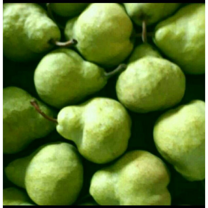 Jual Pear jambu/Pear pakcam 1 kg | Shopee Indonesia