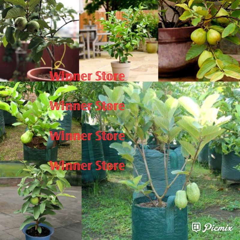 Jual Bibit Benih Buah Jambu Biji Merah Mix (200 Butir) | Shopee Indonesia