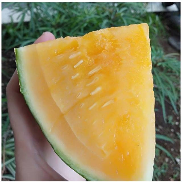 Jual Semangka kuning|buah semangka|semangka emas|buah segar|buah segar ...