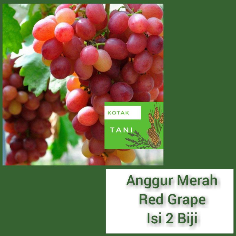 Jual 2 Benih Anggur Merah Red Grape Import Tanaman Buah Berkualitas ...