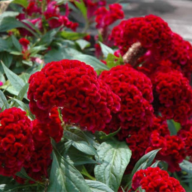 Jual Victory Seed Bibit Benih Bunga Jengger Ayam (Isi 100 nBiji ...