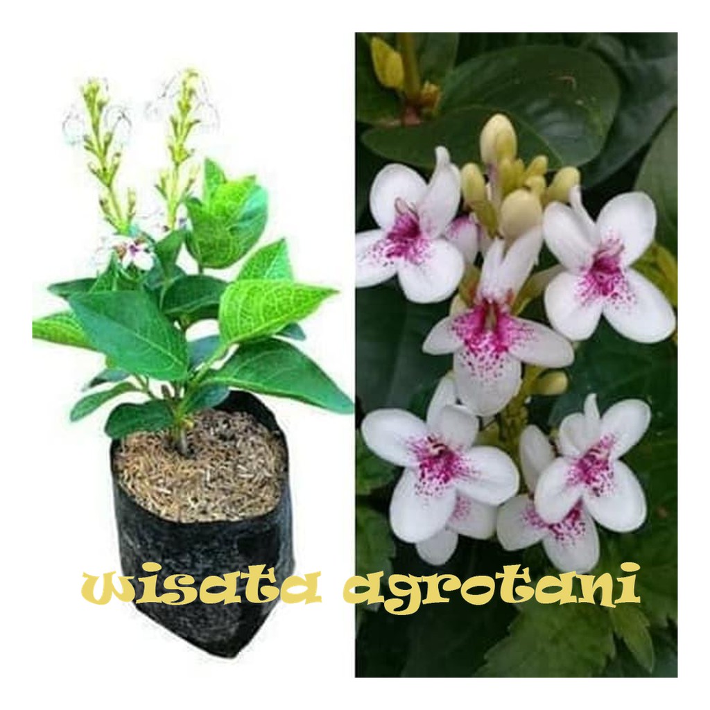 Jual COD Bibit Tanaman Hias Melati Jepang Pohon Melati Jepang Bunga ...