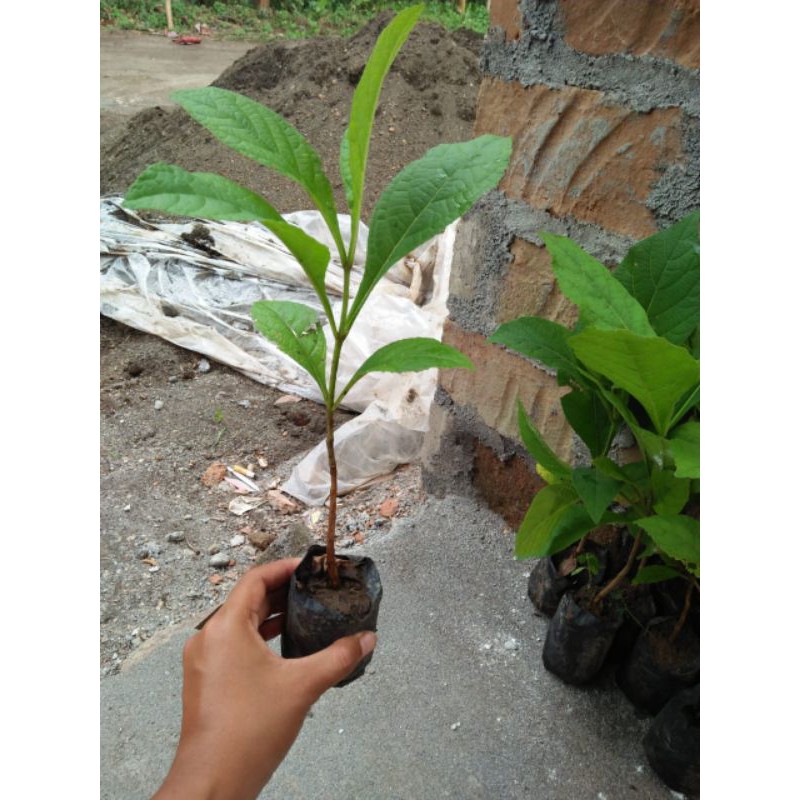 Jual bibit kayu jati (isi 3 bibit) | Shopee Indonesia