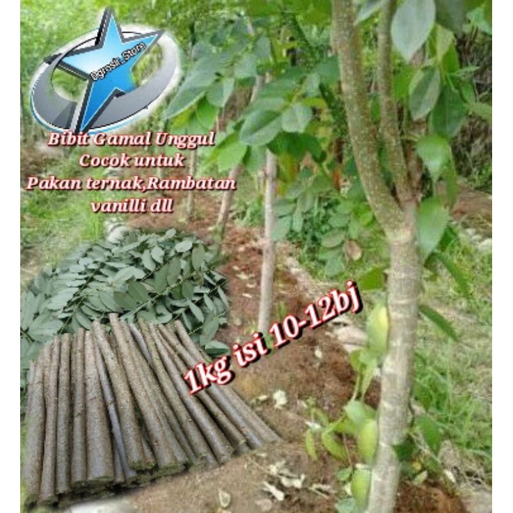 Jual 500gr STEK POHON GAMAL SUPER NUTRISI TERNAK | Shopee Indonesia