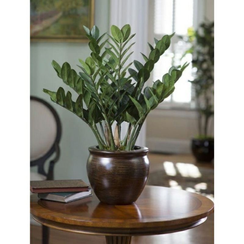 Jual Tanaman hias dolar zamia dollar zamea jamia ready | Shopee Indonesia