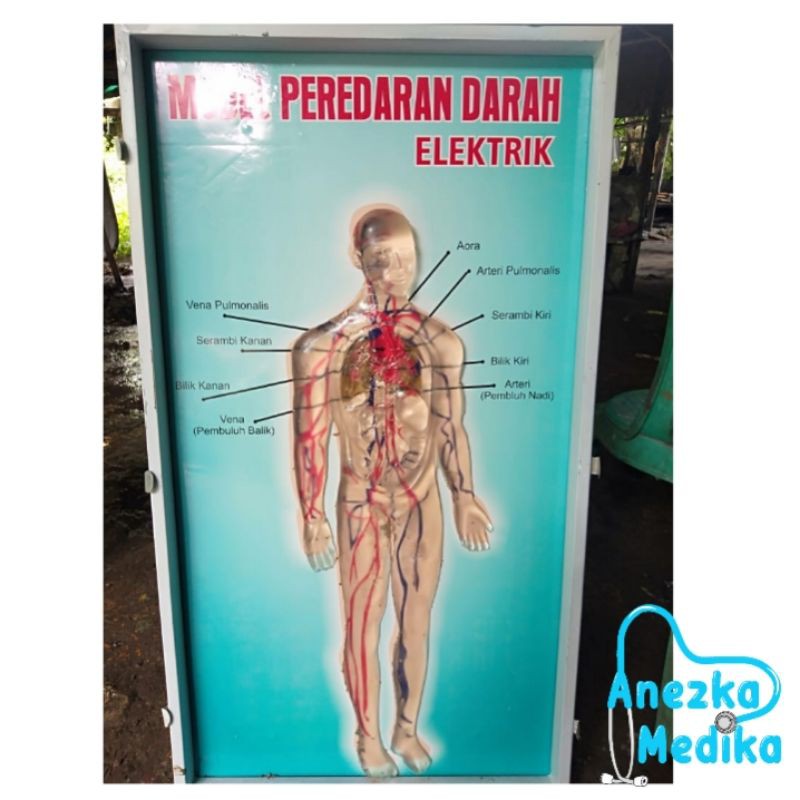 Jual CHART PEREDARAN DARAH ELETRIK / ALAT PERAGA PEREDARAN DARAH ...