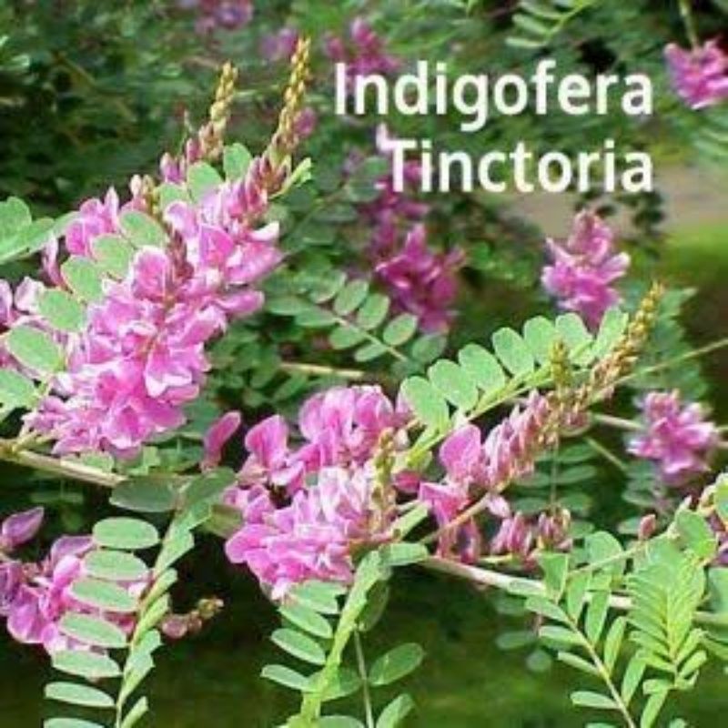 Jual 50 Benih Biji Tanaman Indigofera /Hijauan pakan Ternak | Shopee ...