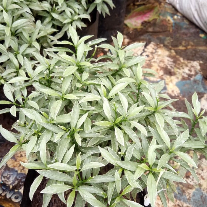 Jual Tanaman Hias Rembosa Mini Salju/ Tanaman Perdu Rembosa Mini Putih ...