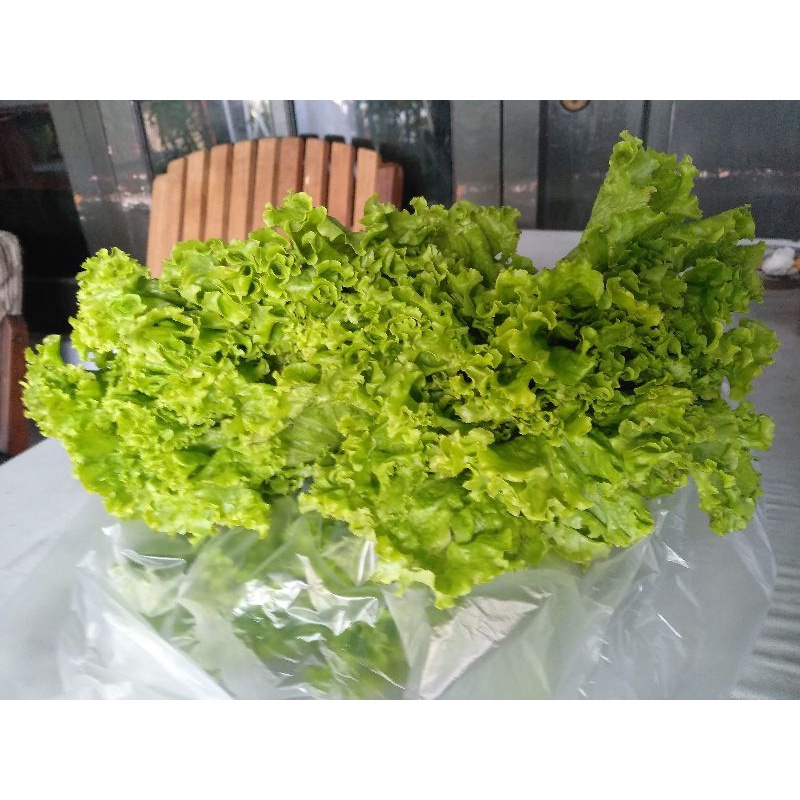 Jual [Sayur segar Semarang] lettuce, selada kering, selada romen ...