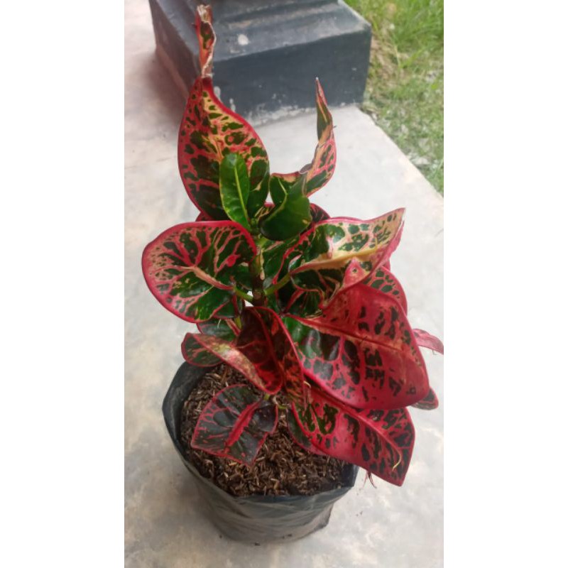 Jual Bibit Bunga Puring Kirana Merah Super Unggul | Shopee Indonesia