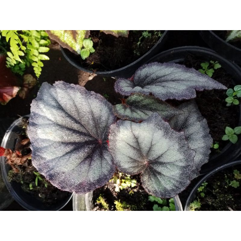 Jual begonia silver baldu | Shopee Indonesia