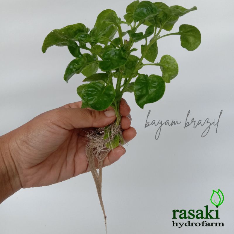 Jual stek bibit bayam brazil | Shopee Indonesia